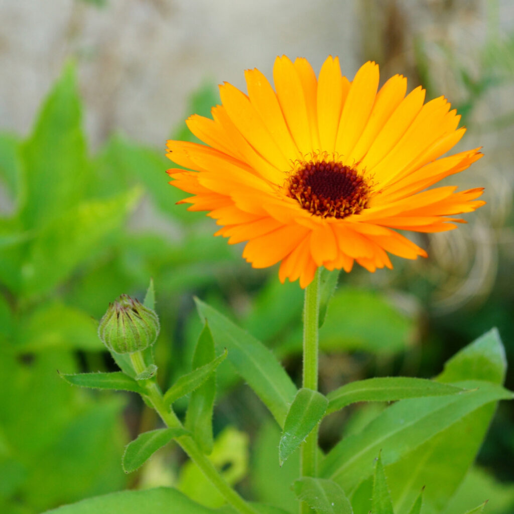 Caléndula (Planta) - Agriplant