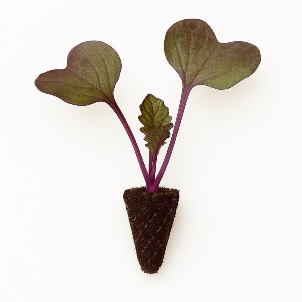 Rábano morado - Agriplant