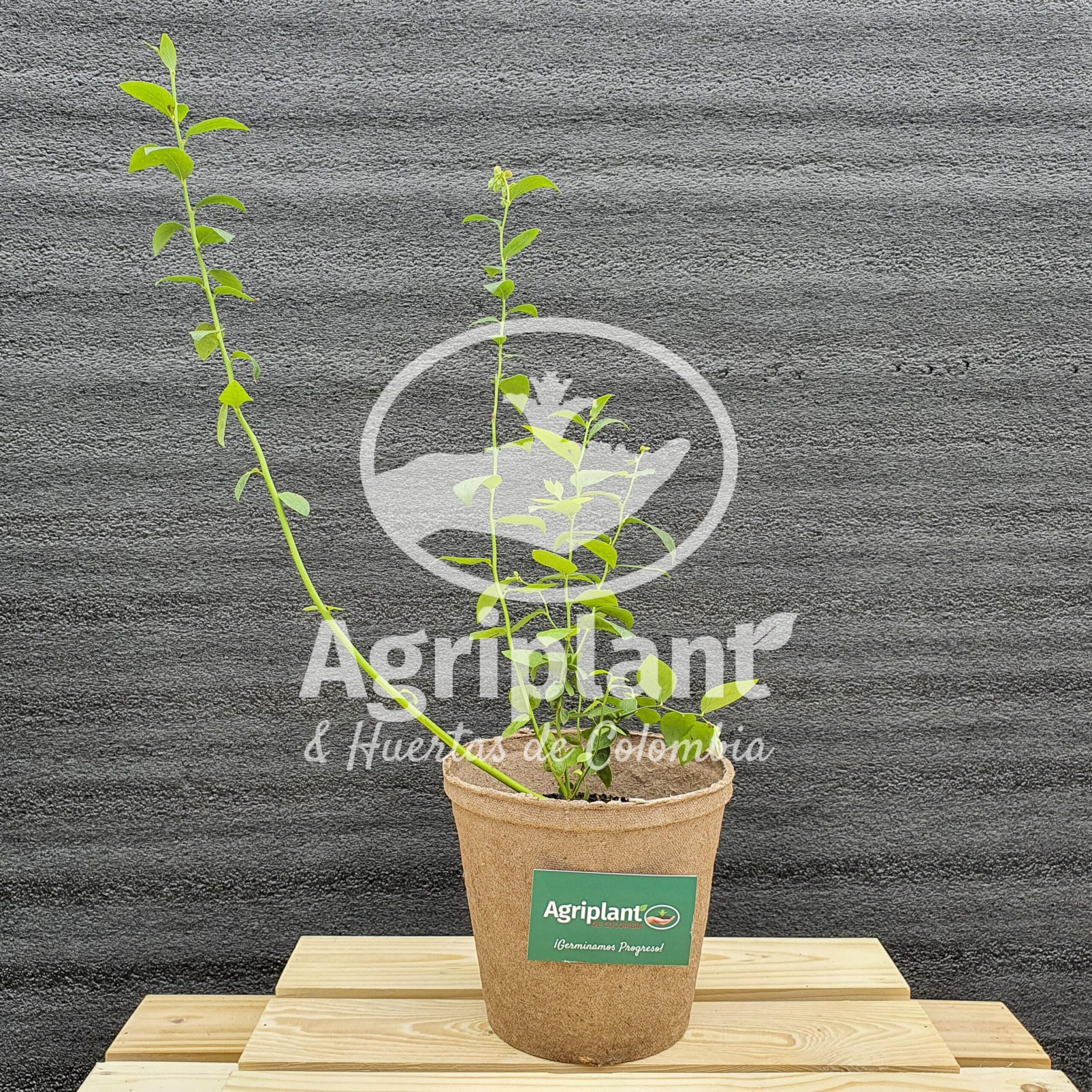 Productos - Agriplant