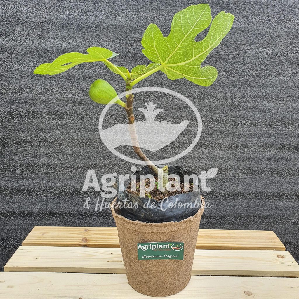 Brevo (Planta Grande) - Agriplant