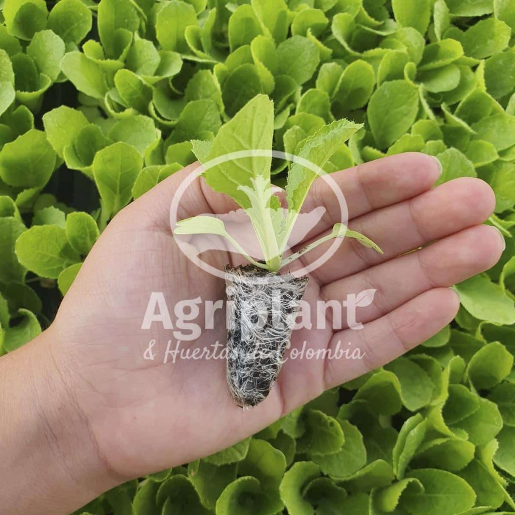 Col China Verde - Agriplant