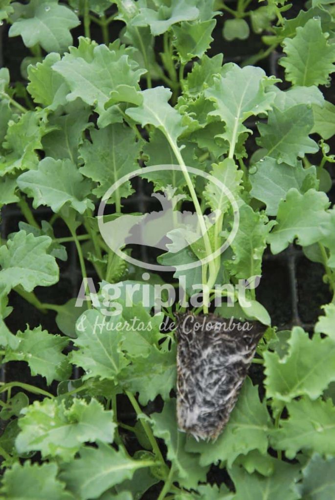 Kale Rizado Verde - Agriplant
