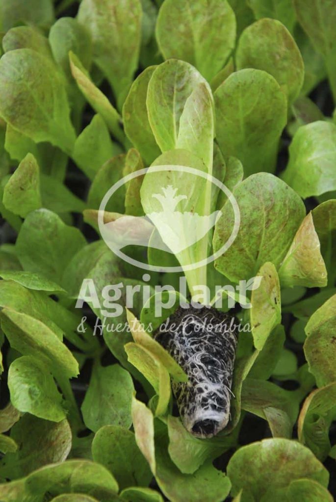 Radicchio (Repollo mini) - Agriplant