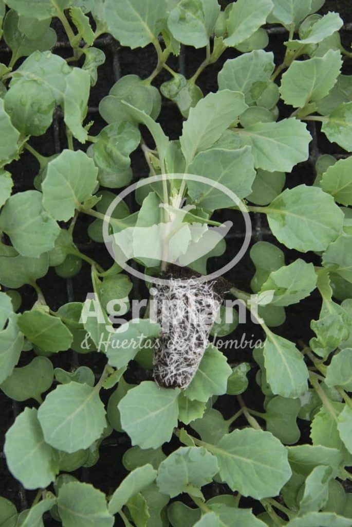 Repollo Blanco - Agriplant