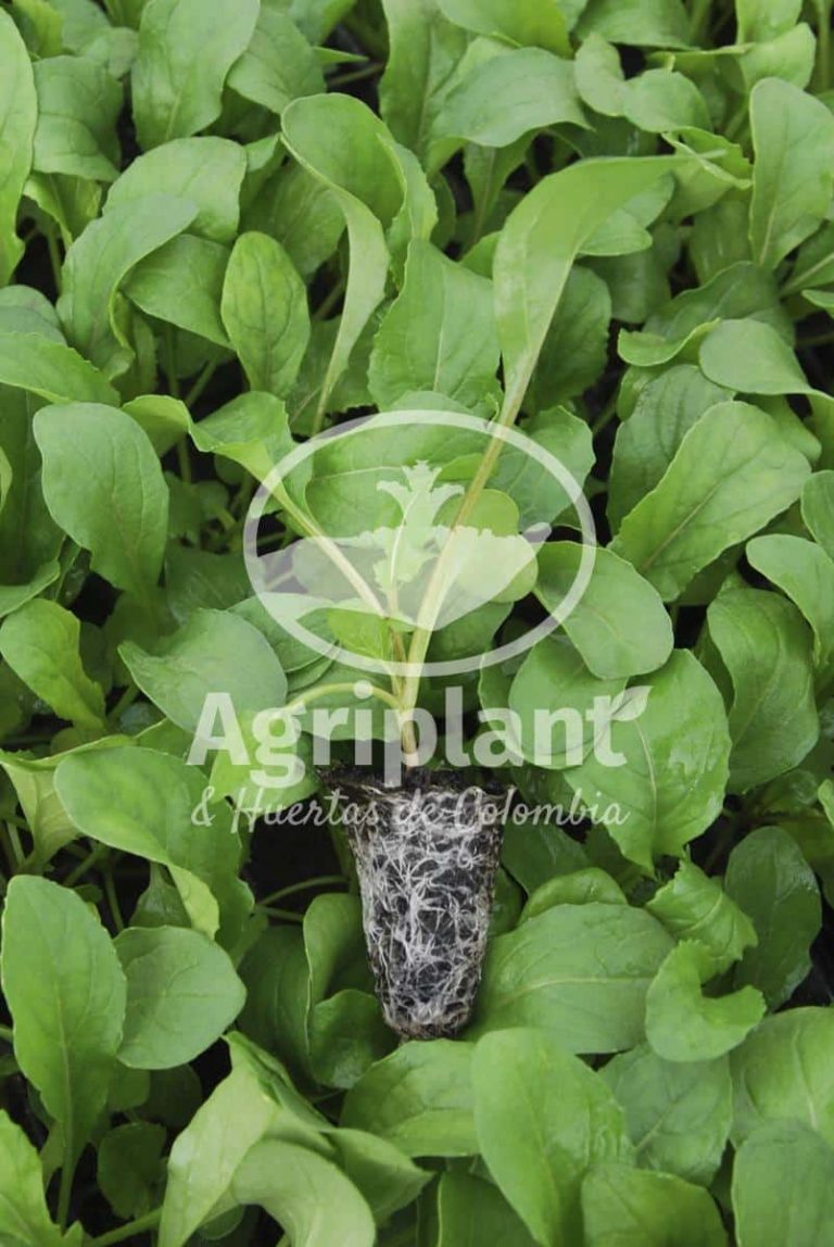 Rúcula Roquette - Agriplant