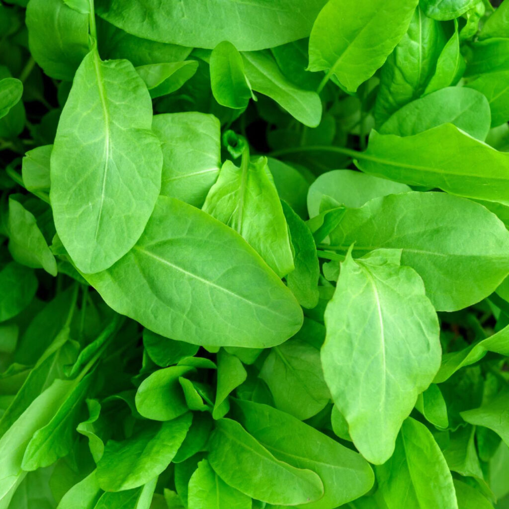 Acedera - Agriplant