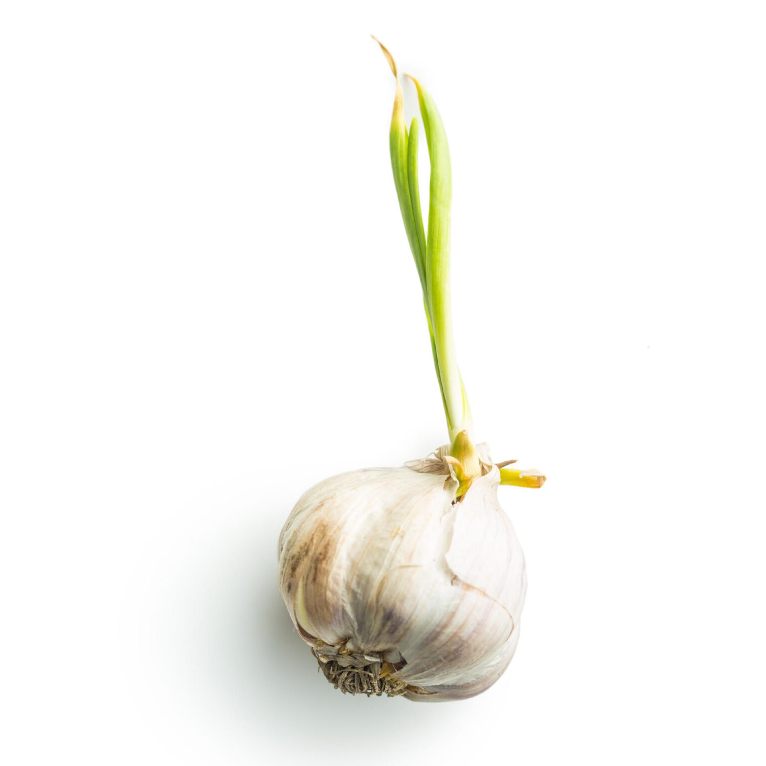 Ajo - Agriplant