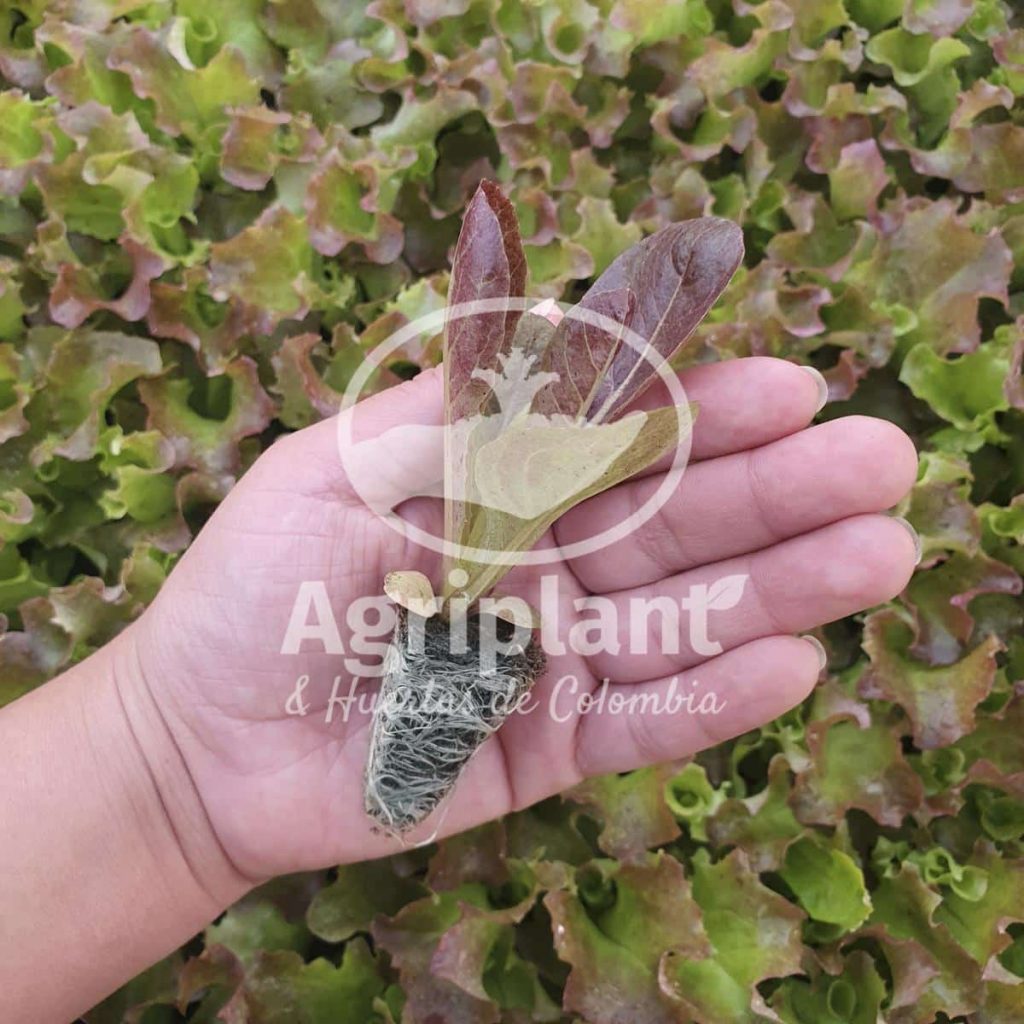 Lechuga Cogollo Morado - Agriplant