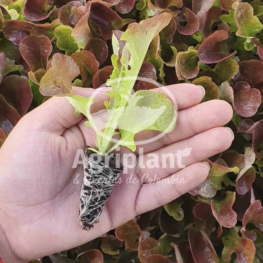 Lechugas - Agriplant