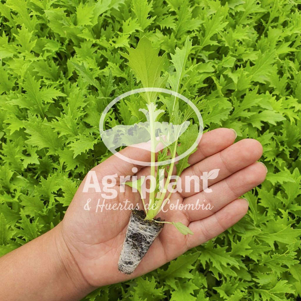 Mizuna verde - Agriplant