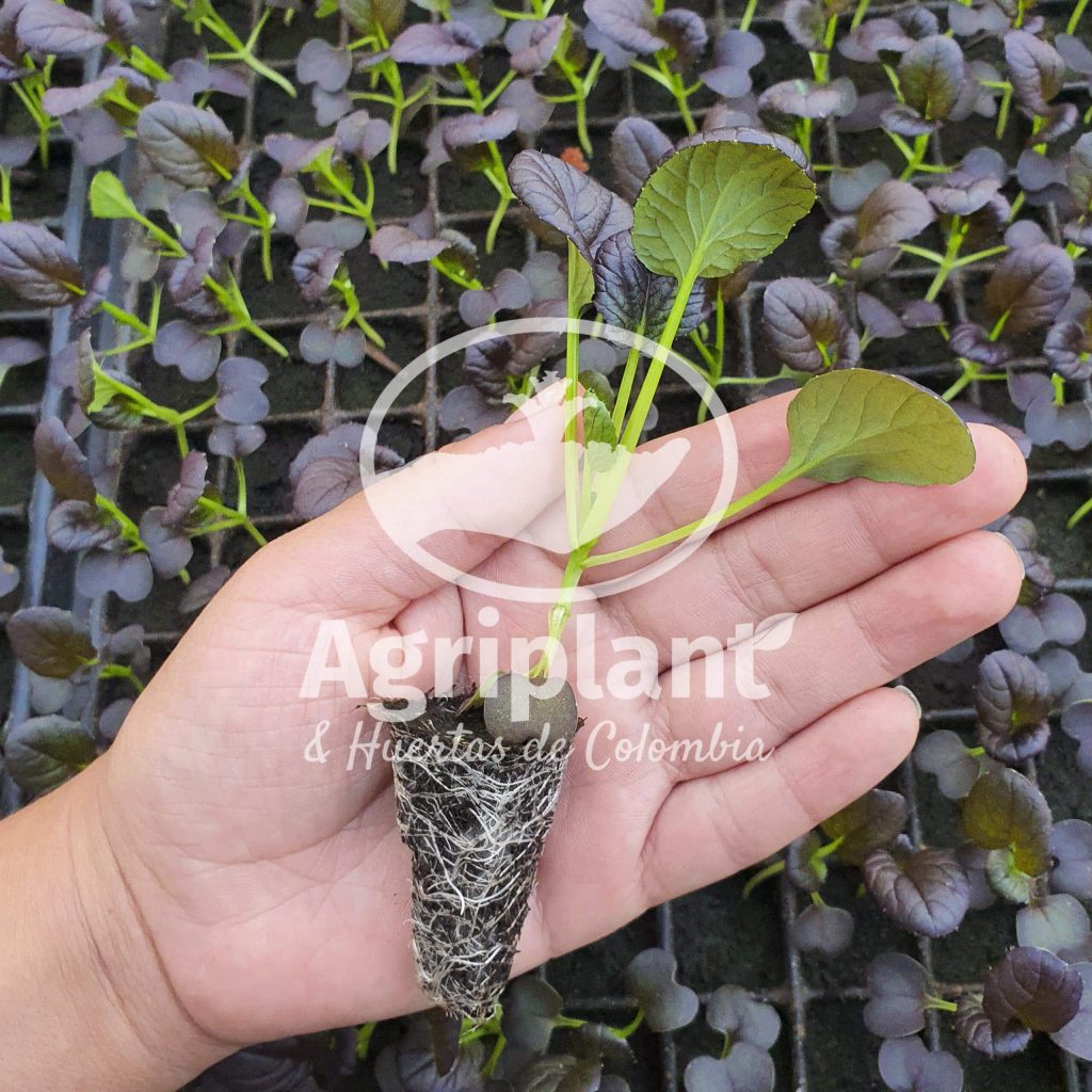 Tatsoi Morado - Agriplant