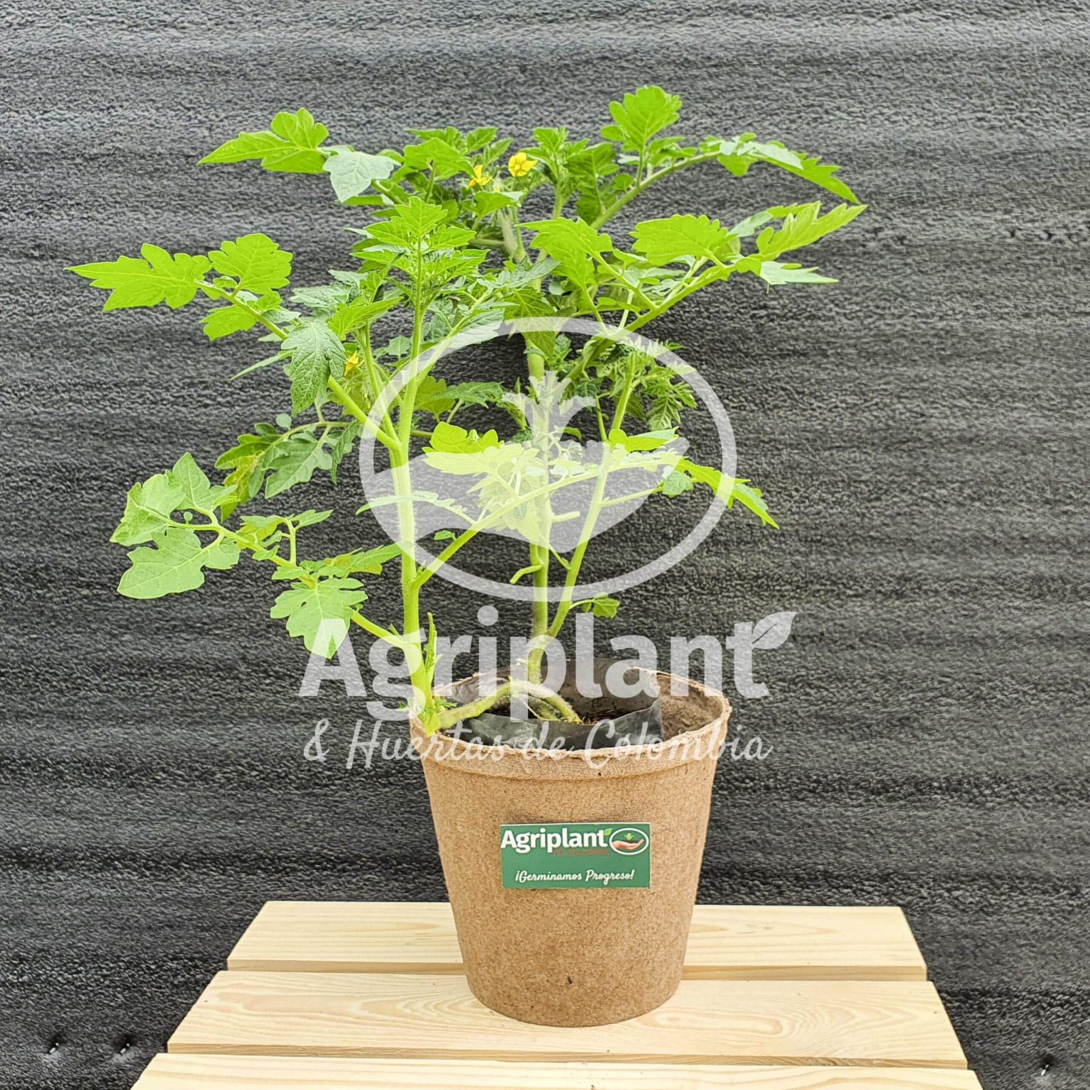 Tomate Chonto (Grand.) - Agriplant