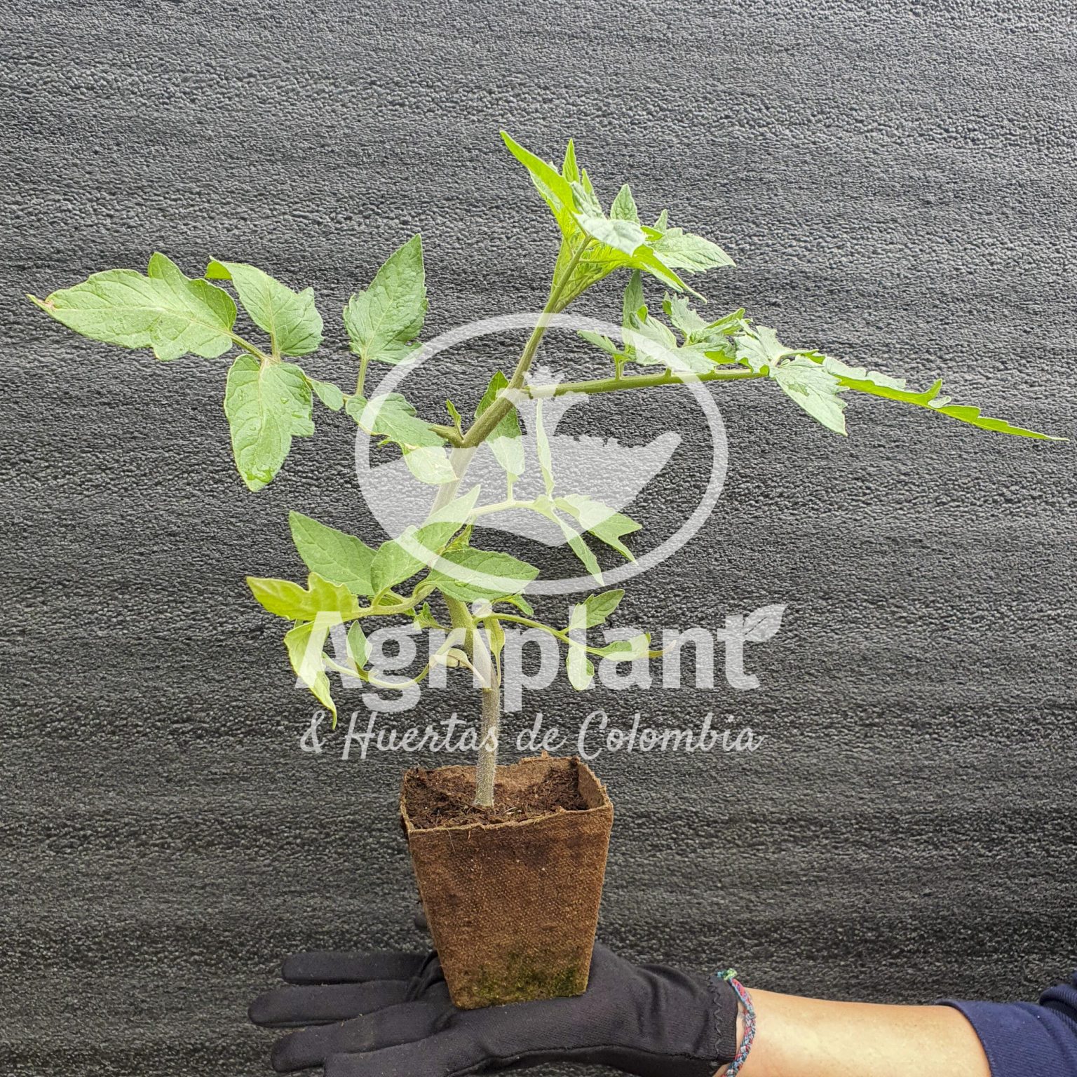 Tomate Chonto - Agriplant