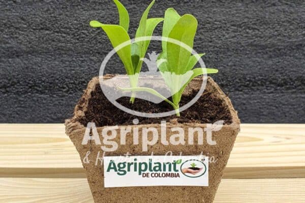 Plántula de caléndula - Agriplant de Colombia