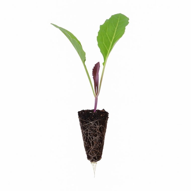 Coliflor Morado - Agriplant