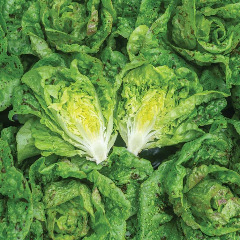 Lechuga colibrí - Agriplant